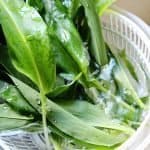 Easy Wild Garlic Pesto Recipe - Behind the Ivy